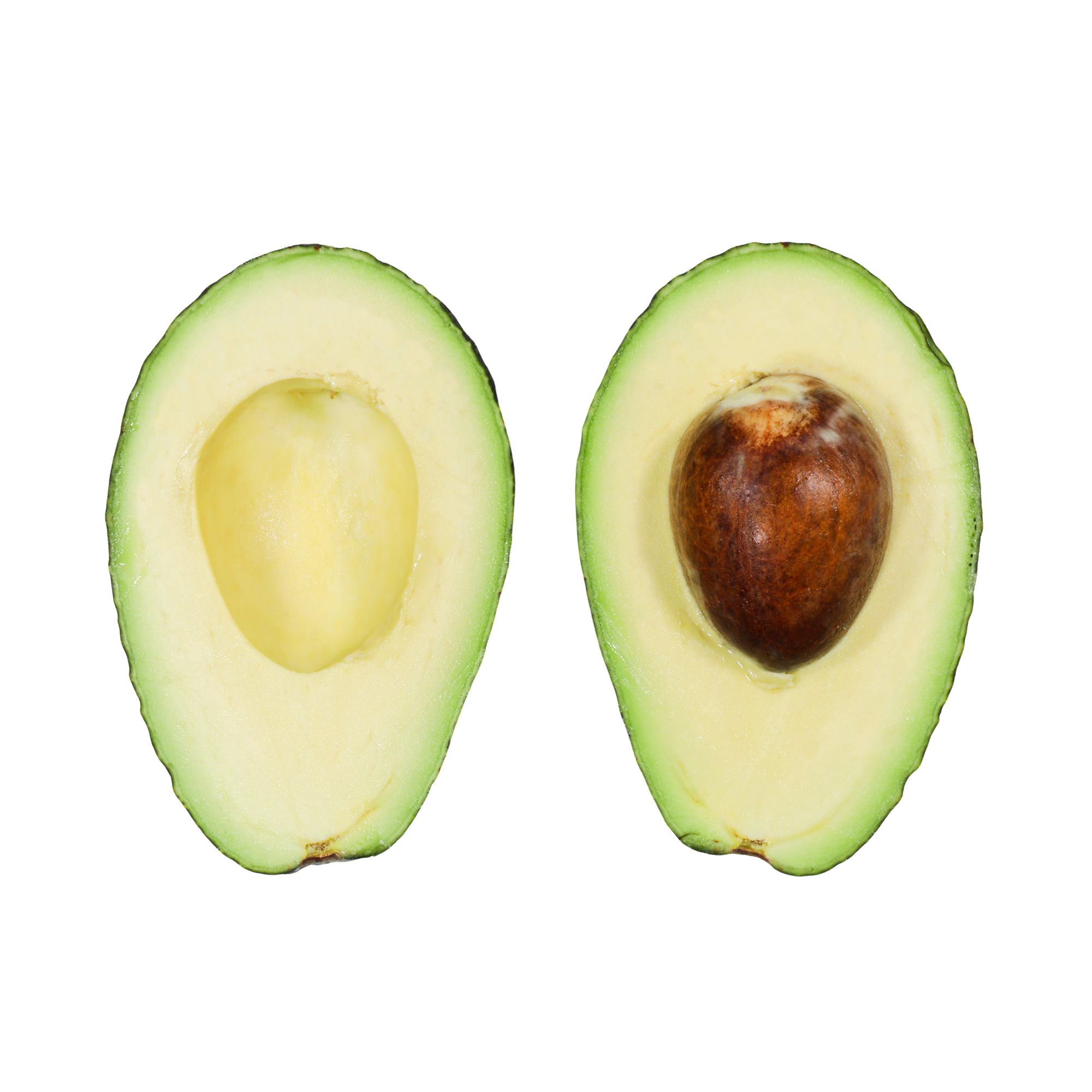 florida avocado